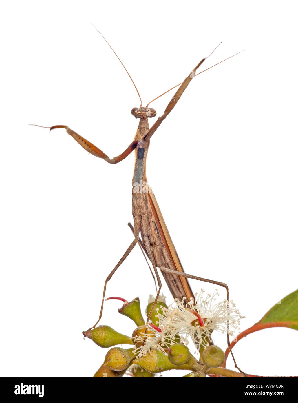 Blackbarrel mantis hi-res stock photography and images - Alamy
