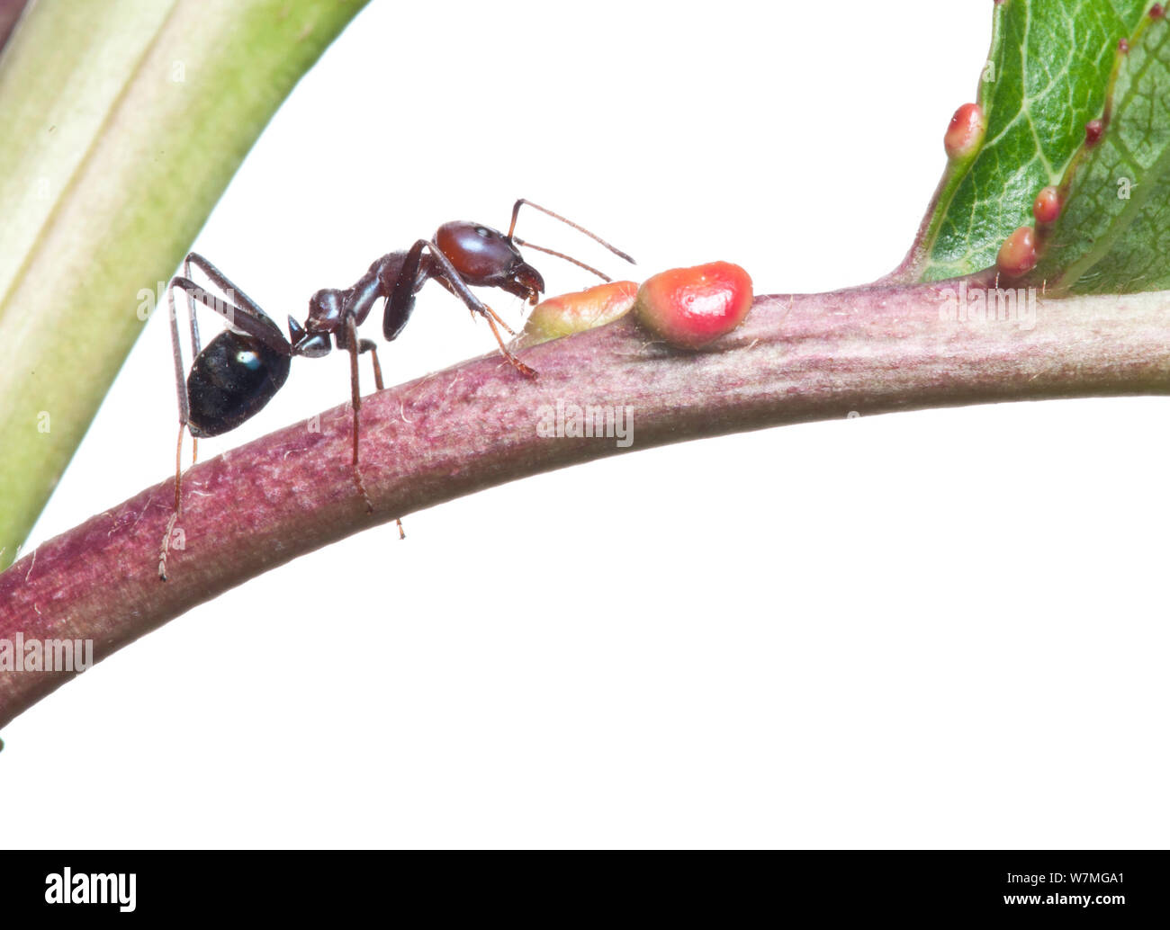Iridomyrmex hi-res stock photography and images - Alamy