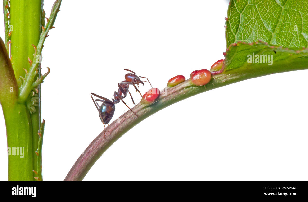 Meat ant australia hi-res stock photography and images - Alamy