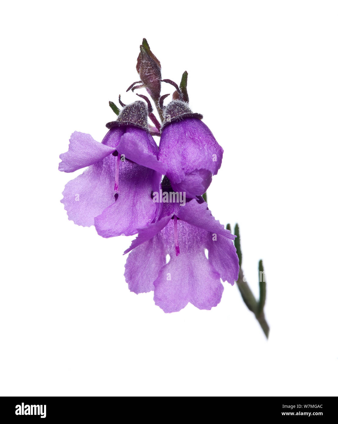 Prostanthera sp hi-res stock photography and images - Alamy