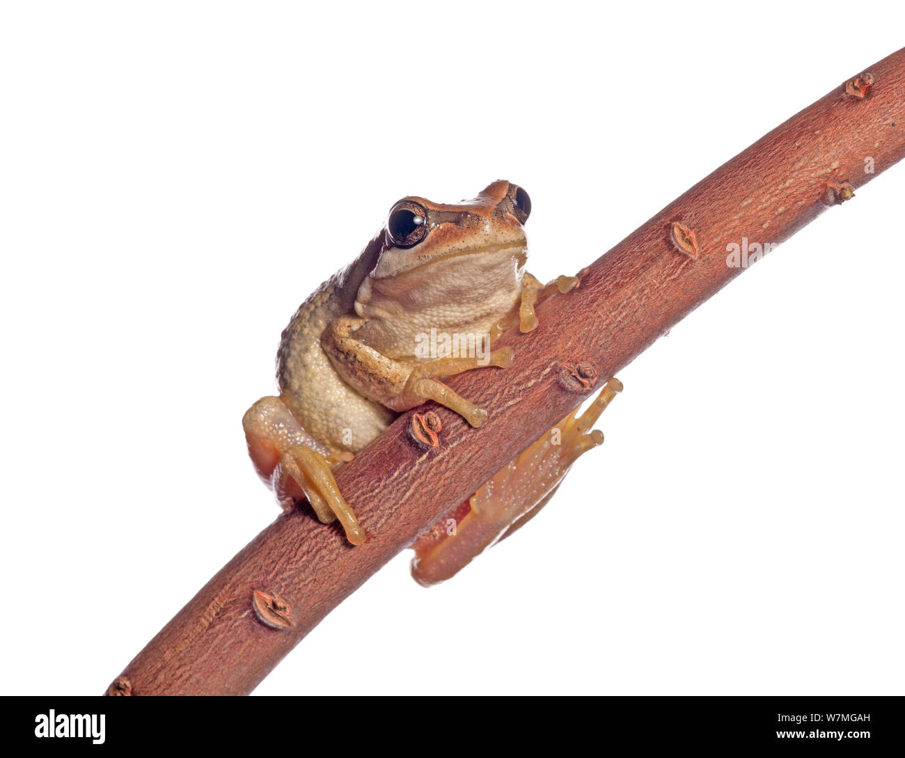 Ewings / Southern brown tree frog (Litoria ewingi) in a backyard garden ...