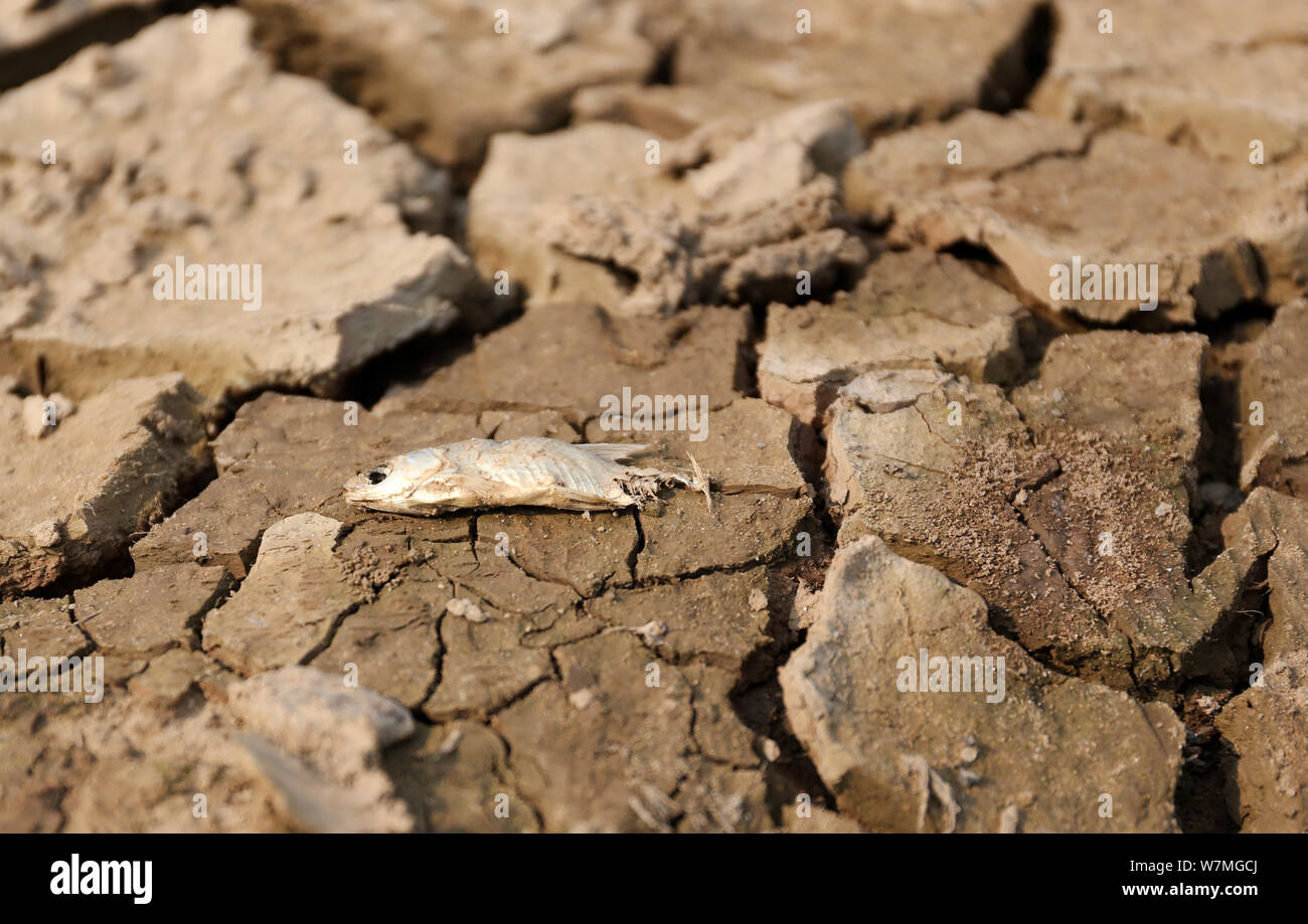 Dead fish on riverbed hi-res stock photography and images - Alamy
