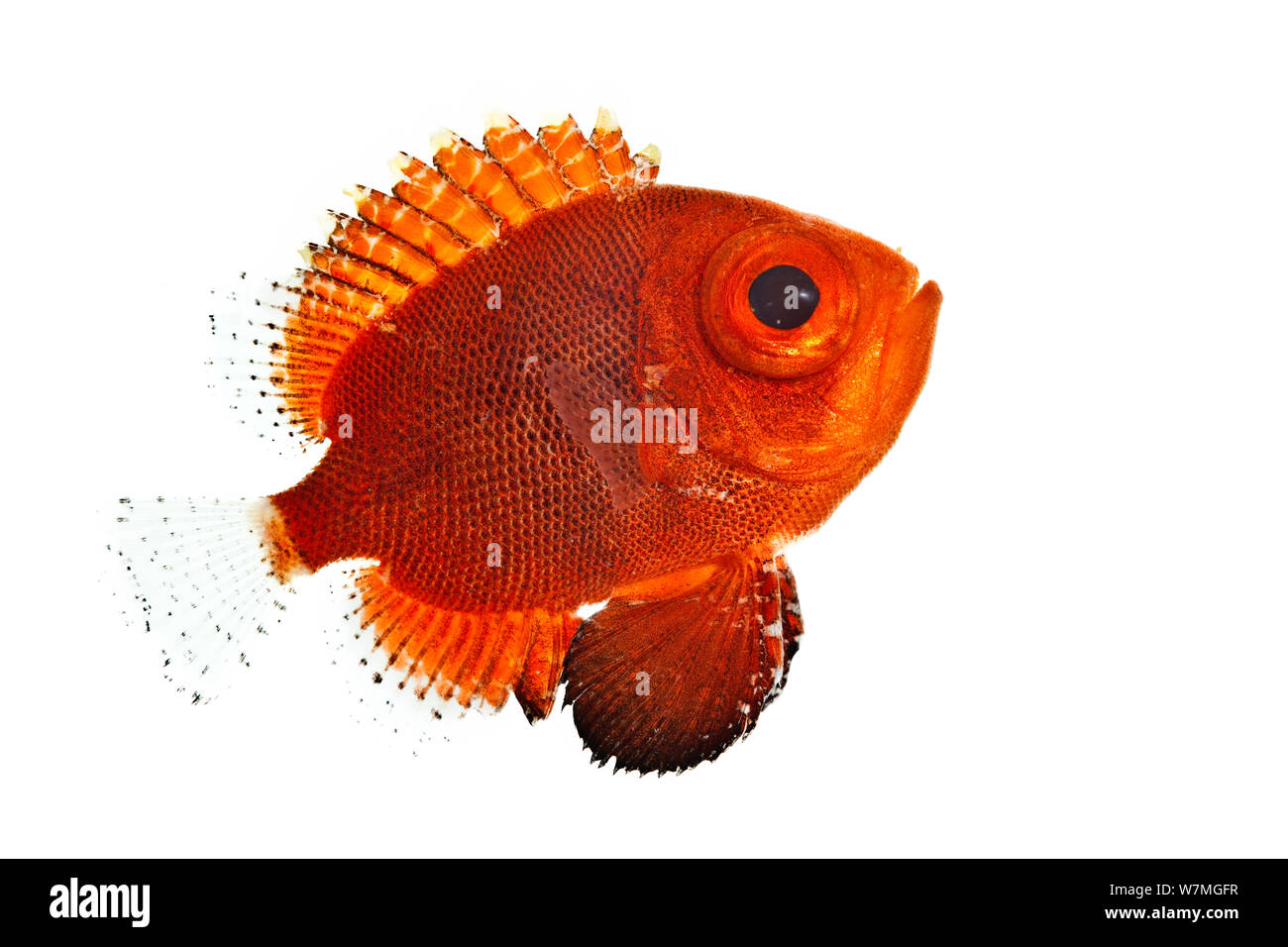 Short bigeye fish Cut Out Stock Images & Pictures - Alamy