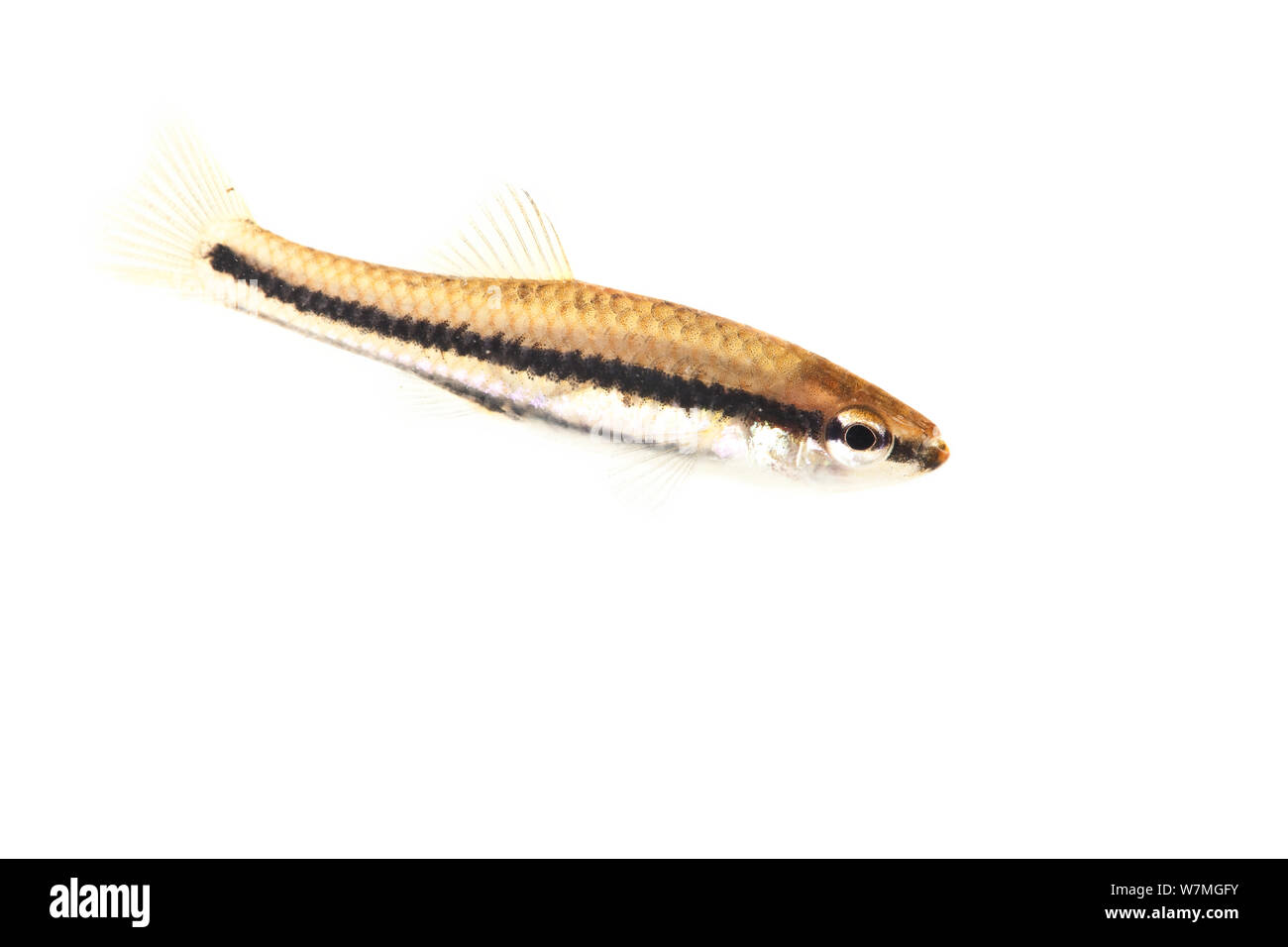 Bluefin killifish (Lucania goodei) female, Fisheating Creek Wildlife ...