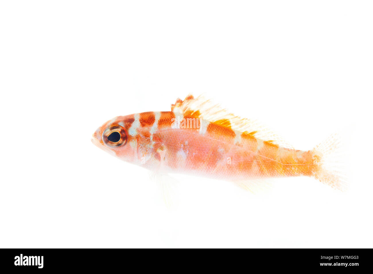 Chalk bass (Serranus tortugarum), Biscayne National Park, Florida, USA ...