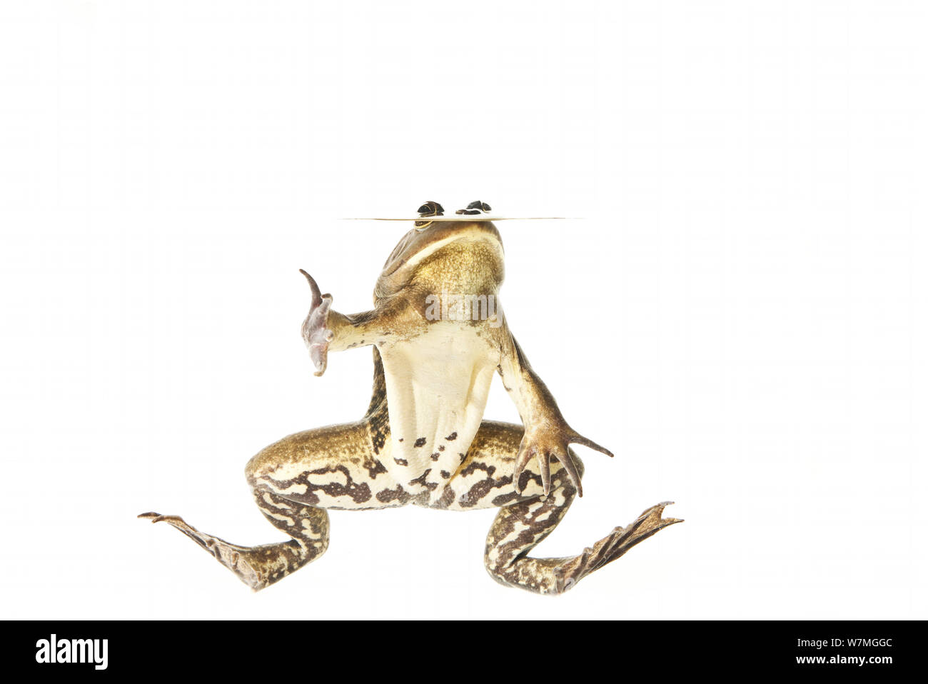 Pig frog (Rana grylio) Big Cypress National Preserve, Florida, USA ...