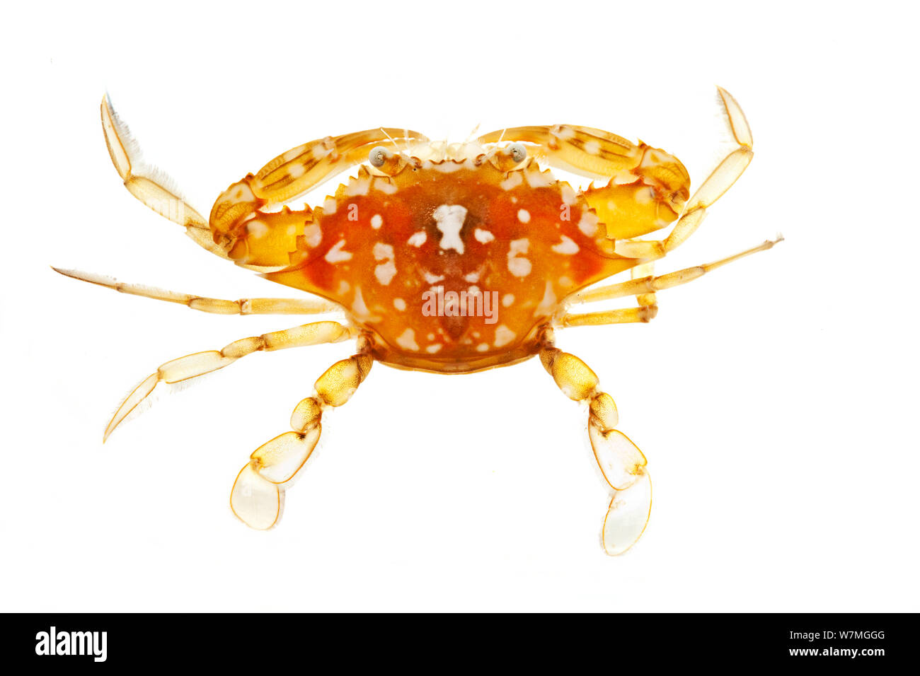 Swimming crab portunus sp Cut Out Stock Images & Pictures - Alamy