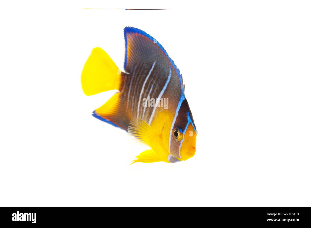 Blue angelfish holacanthus bermudensis Cut Out Stock Images & Pictures ...