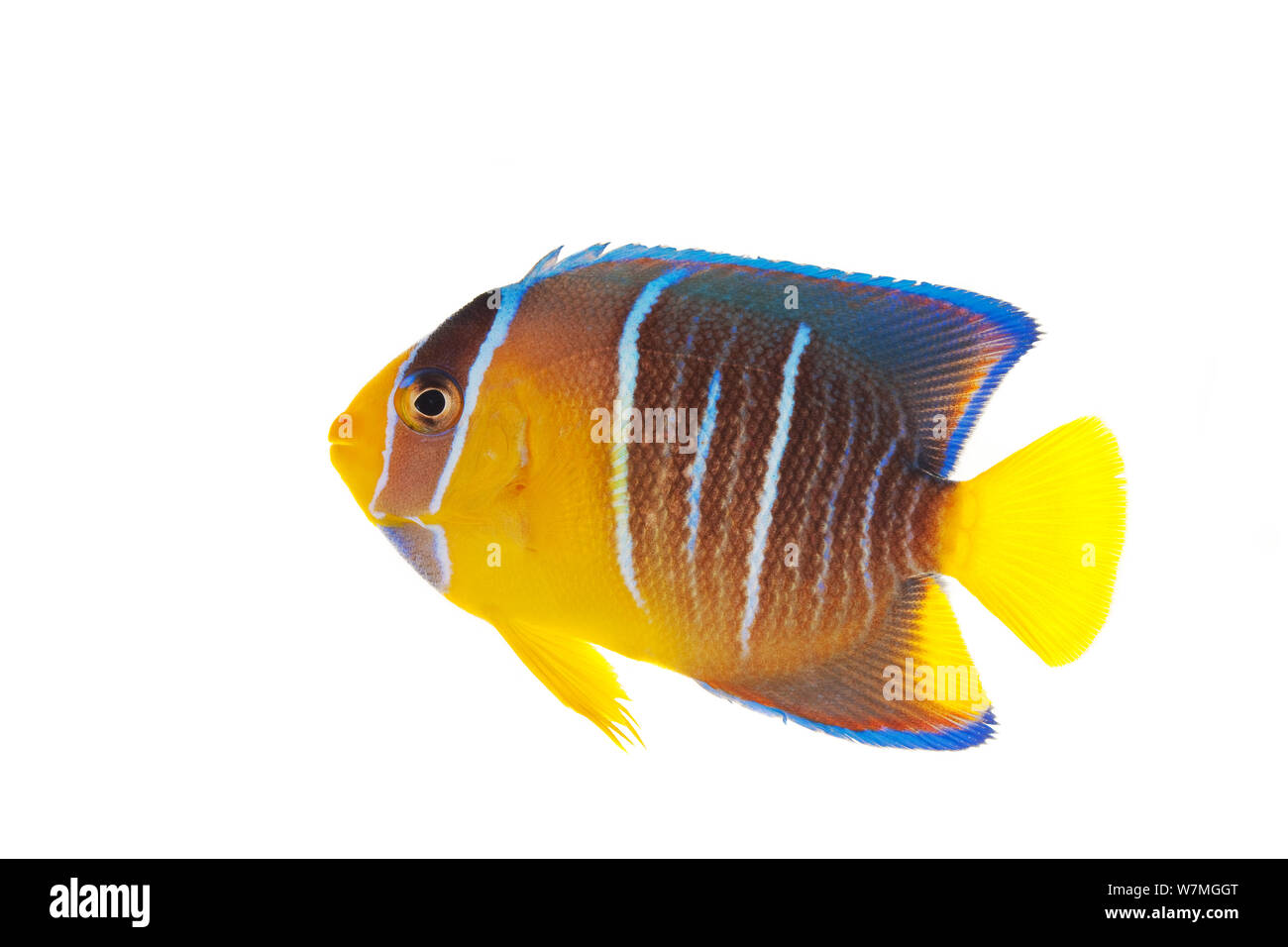 Blue angelfish holacanthus bermudensis Cut Out Stock Images & Pictures ...