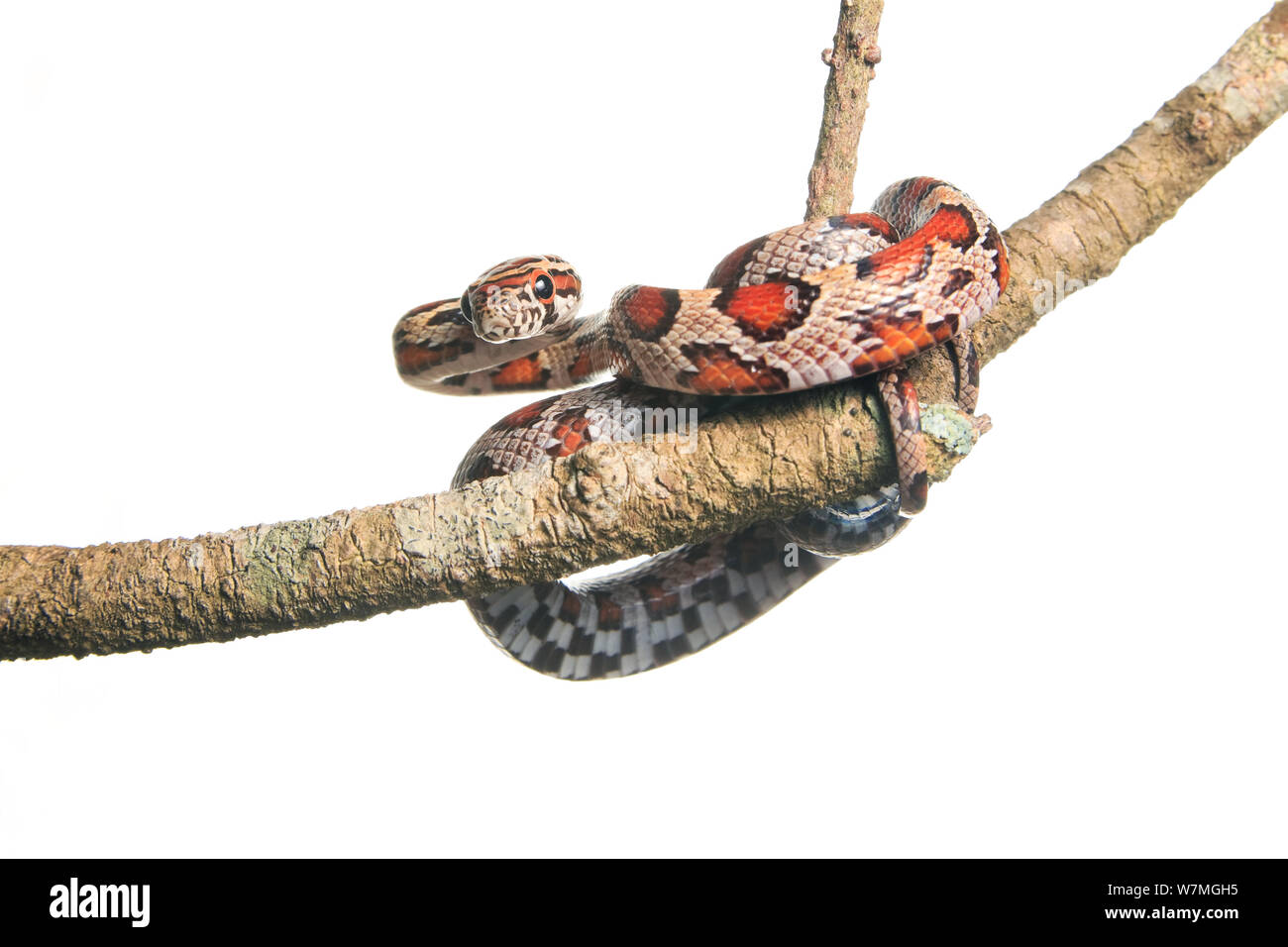 Red Rat / Corn snake (Pantherophis guttatus guttatus) Everglades ...