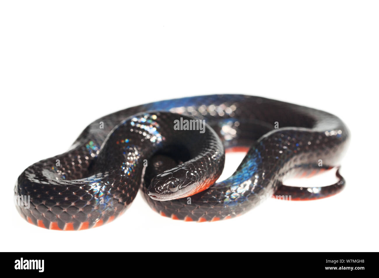 Black Swamp Snake
