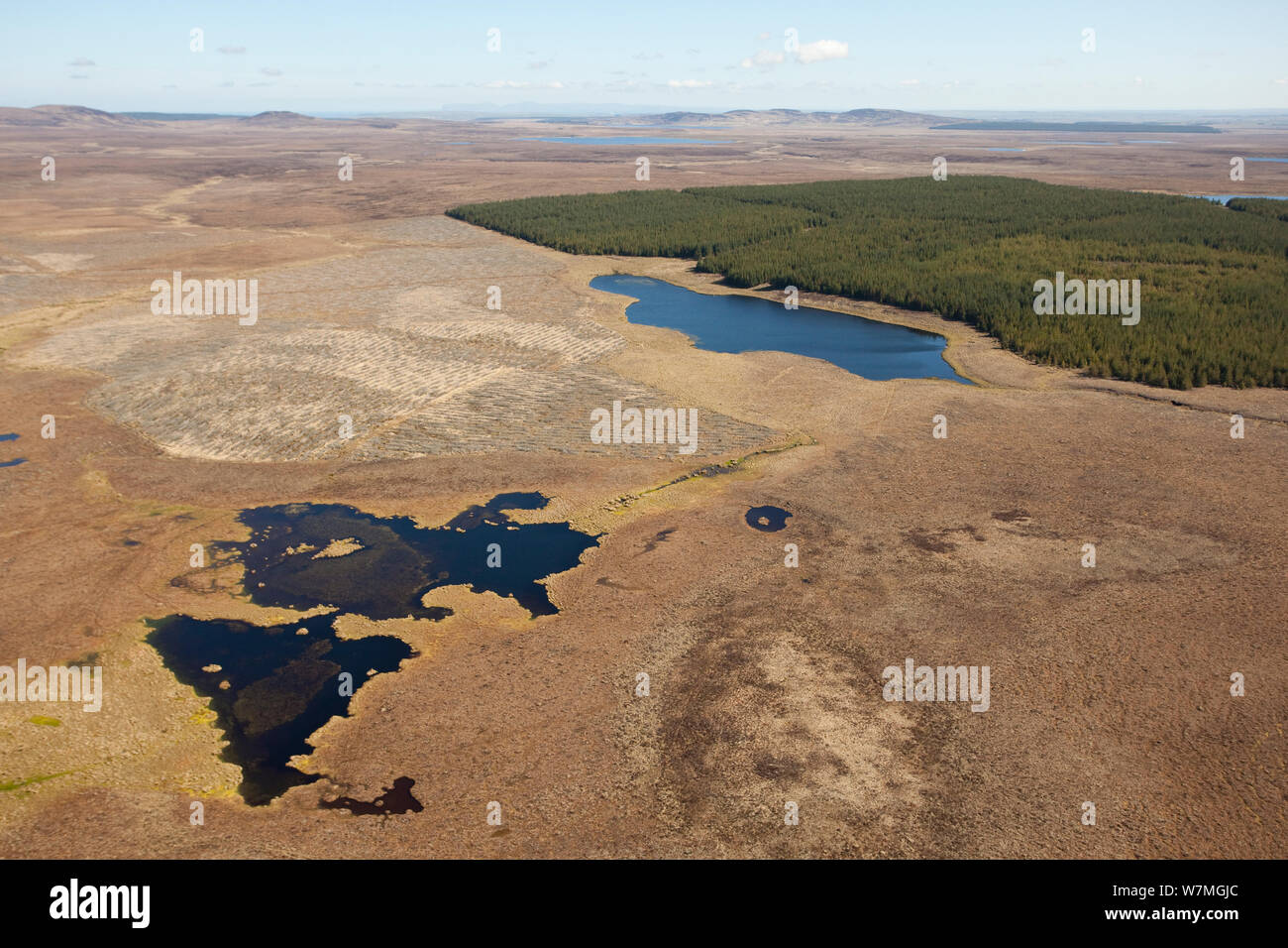Aerial view of Forsinard Flows blanket bog, with pine plantation in the ...