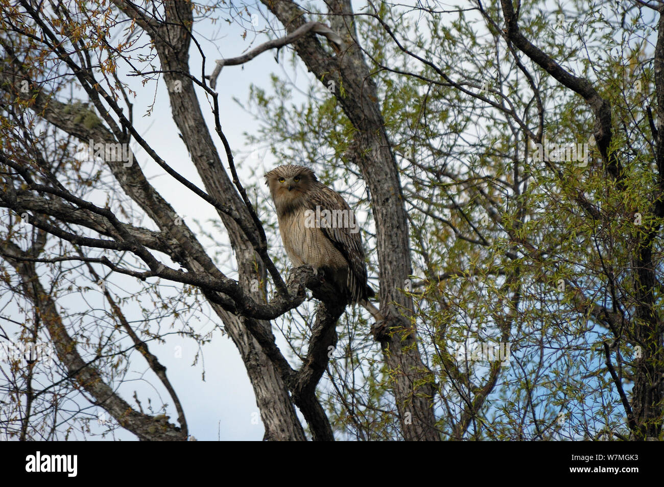 Endangered owls hi-res stock photography and images - Alamy