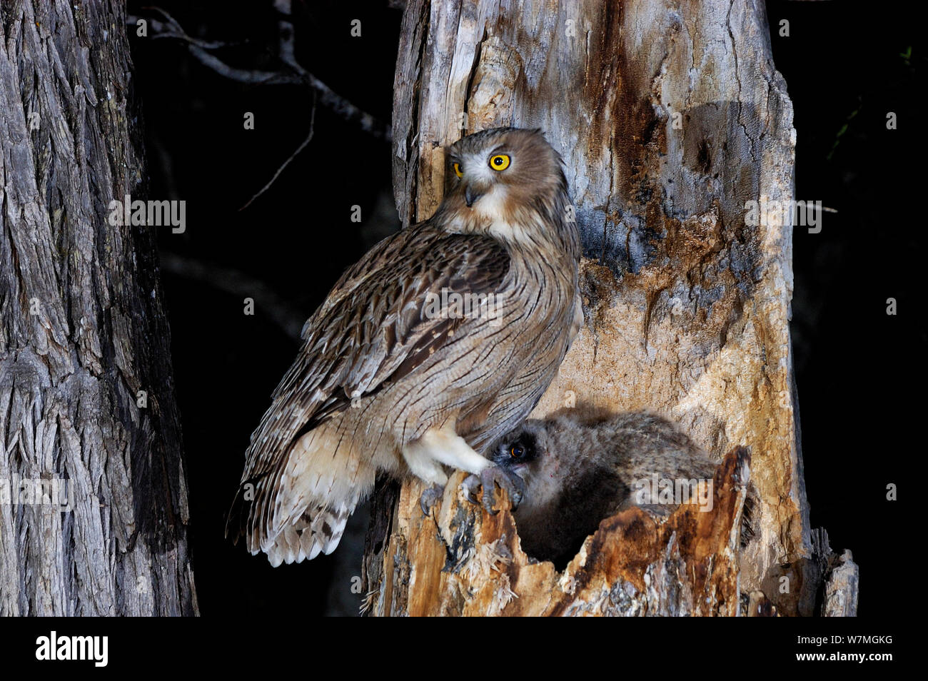 Russia mother and baby hi-res stock photography and images - Alamy