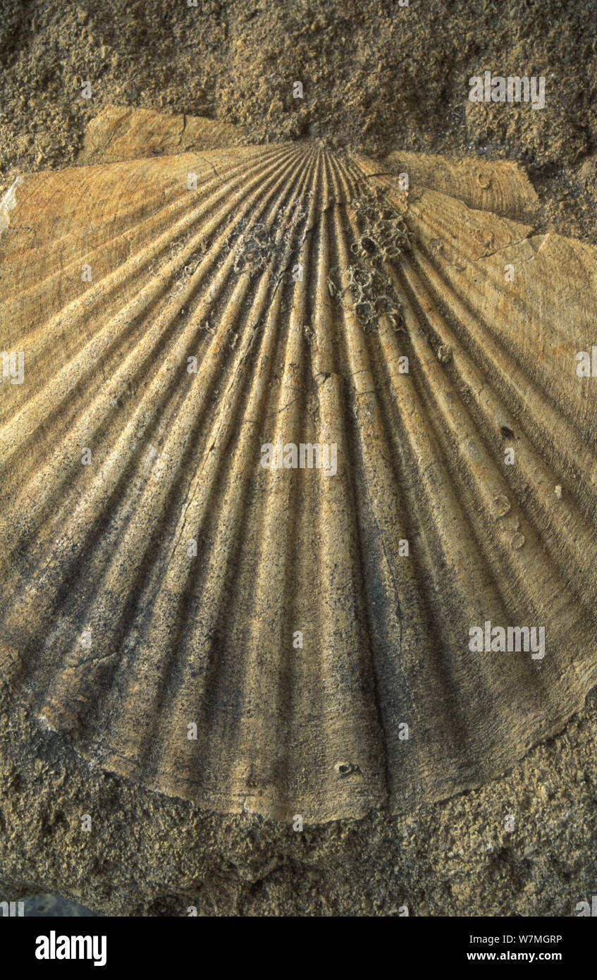 Fossil of a Scallop shell (Pecten sp) from the lower Cretaceous era ...