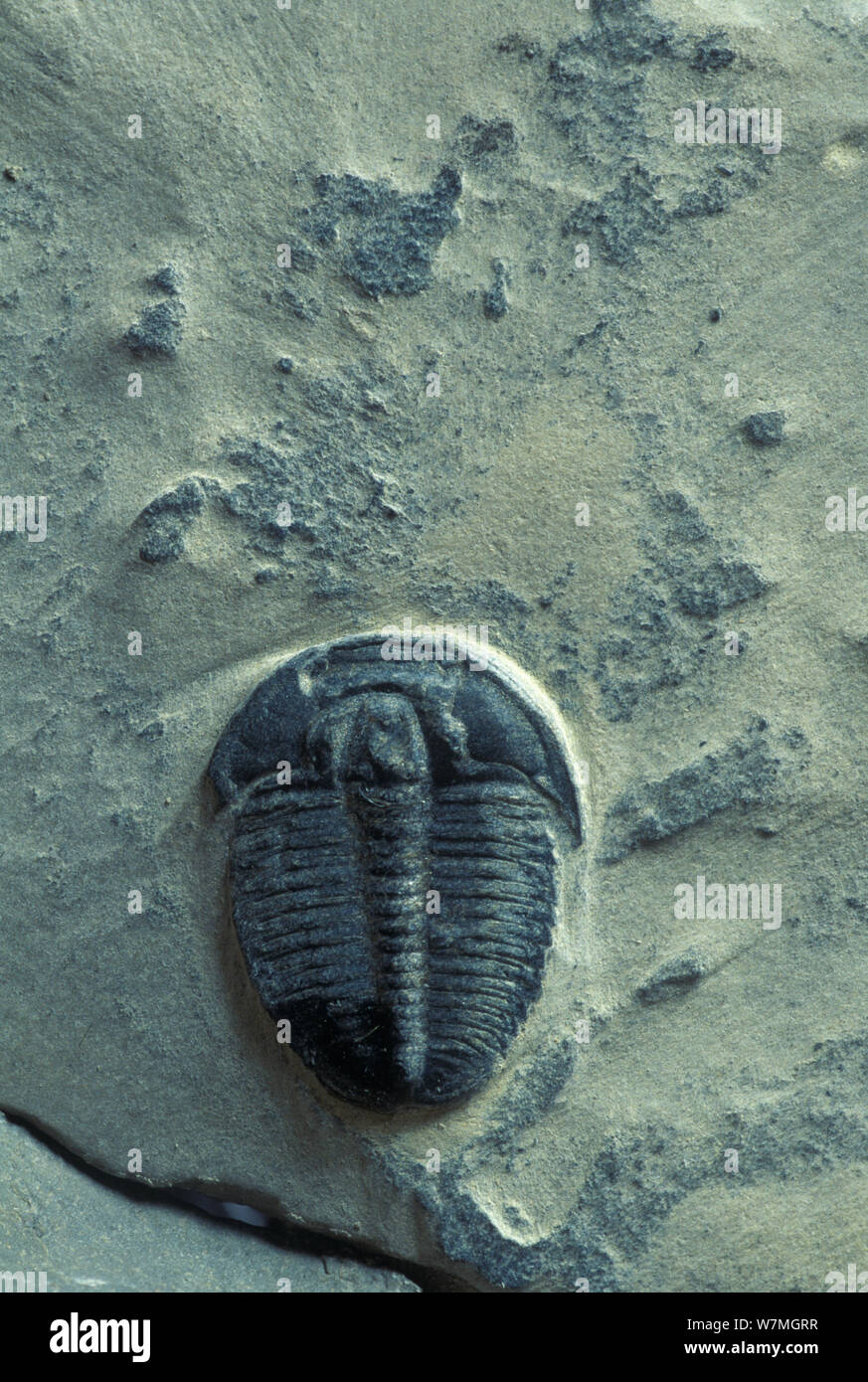Fossil of a Trilobite from the Cambrian period Stock Photo - Alamy