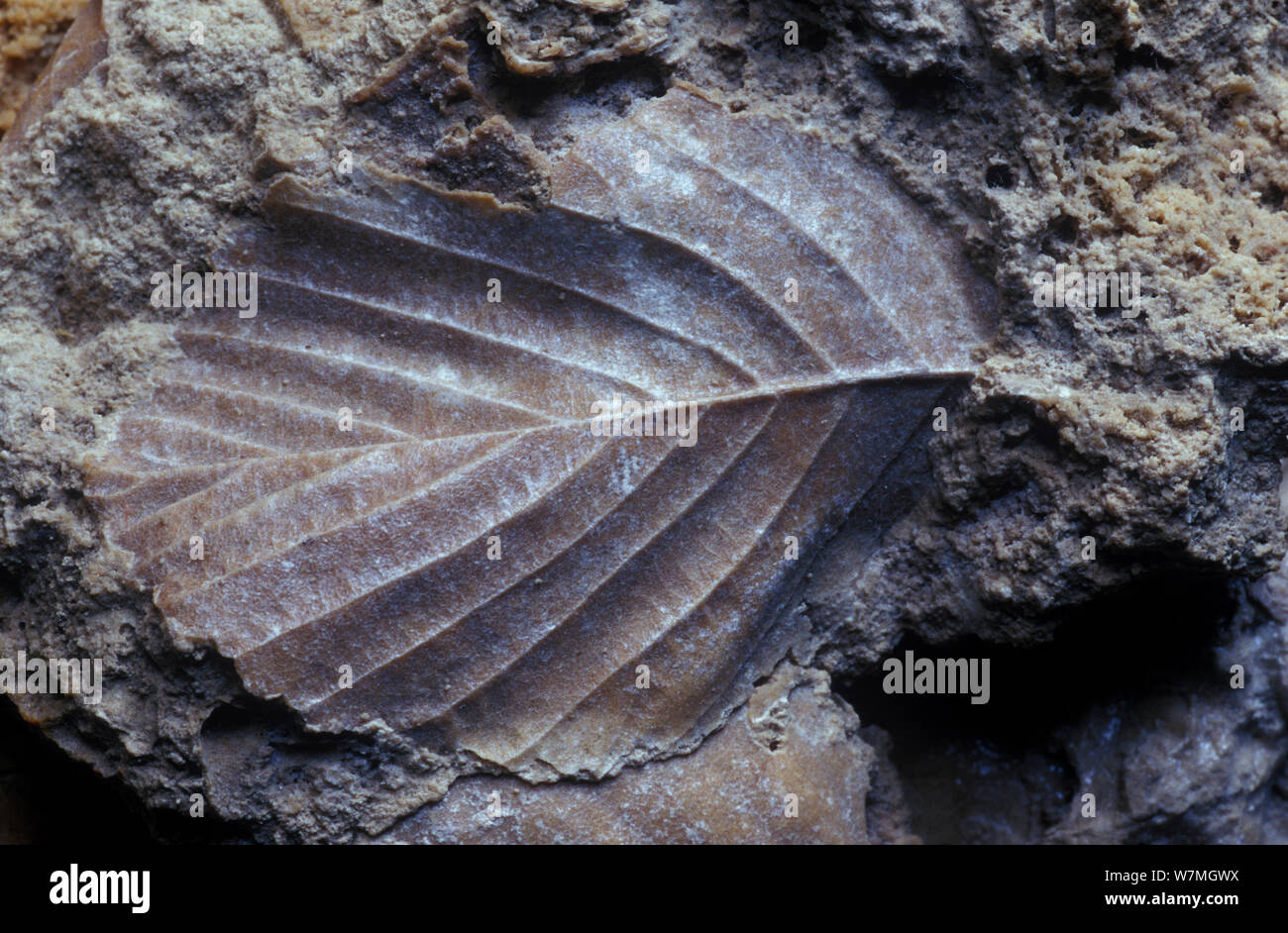 Angiosperm Fossil