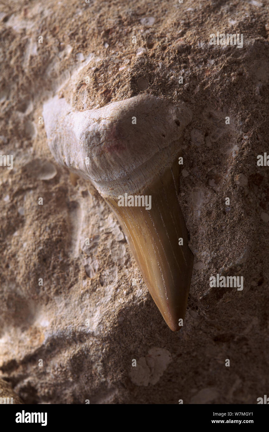Fossil of tooth of a Mackeral shark (Lamniformes, Chondrychthyes Stock ...