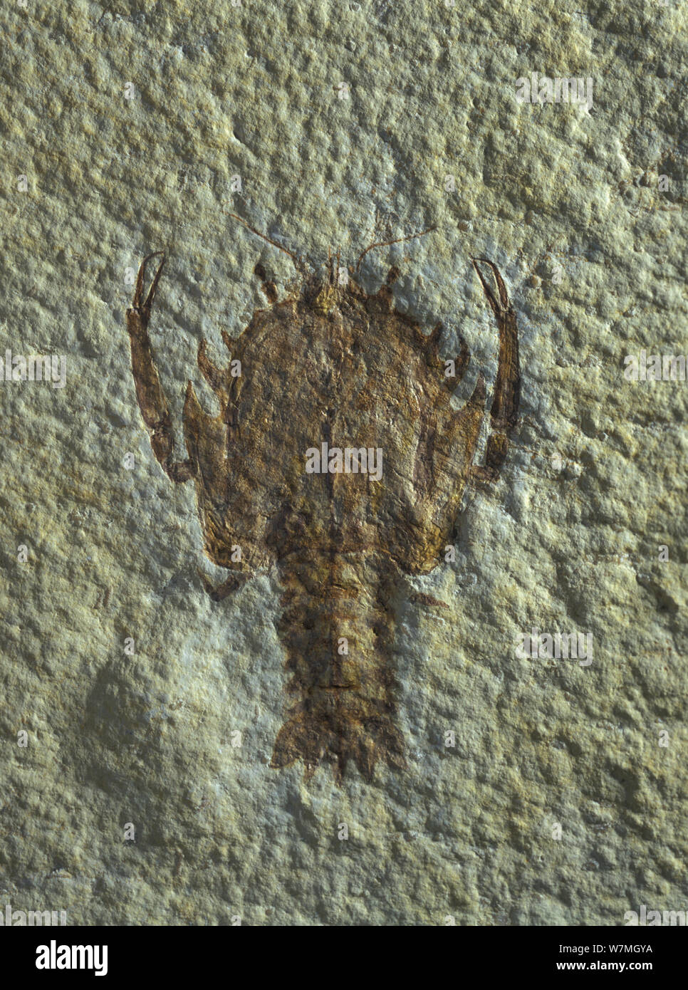Fossil of decapod crustacean (Eryon arctiformis) from the Jurassic ...