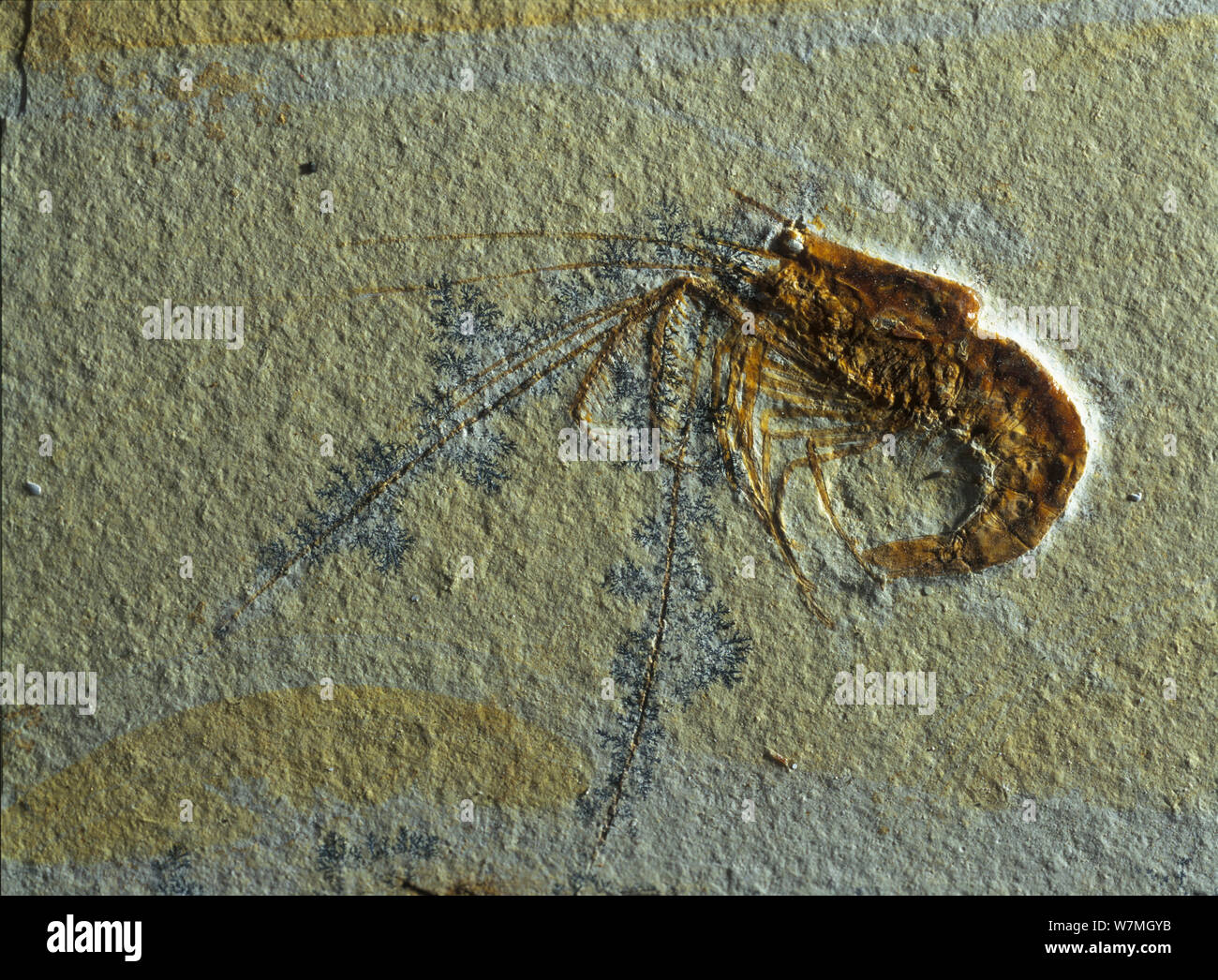 Fossil shrimp from cretaceous period hi-res stock photography and ...