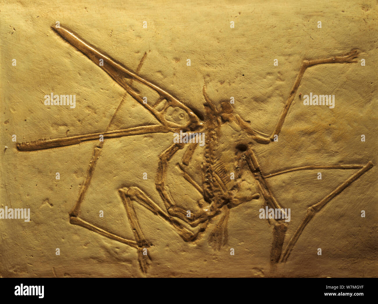 Pterodactyl fossil hi-res stock photography and images - Alamy