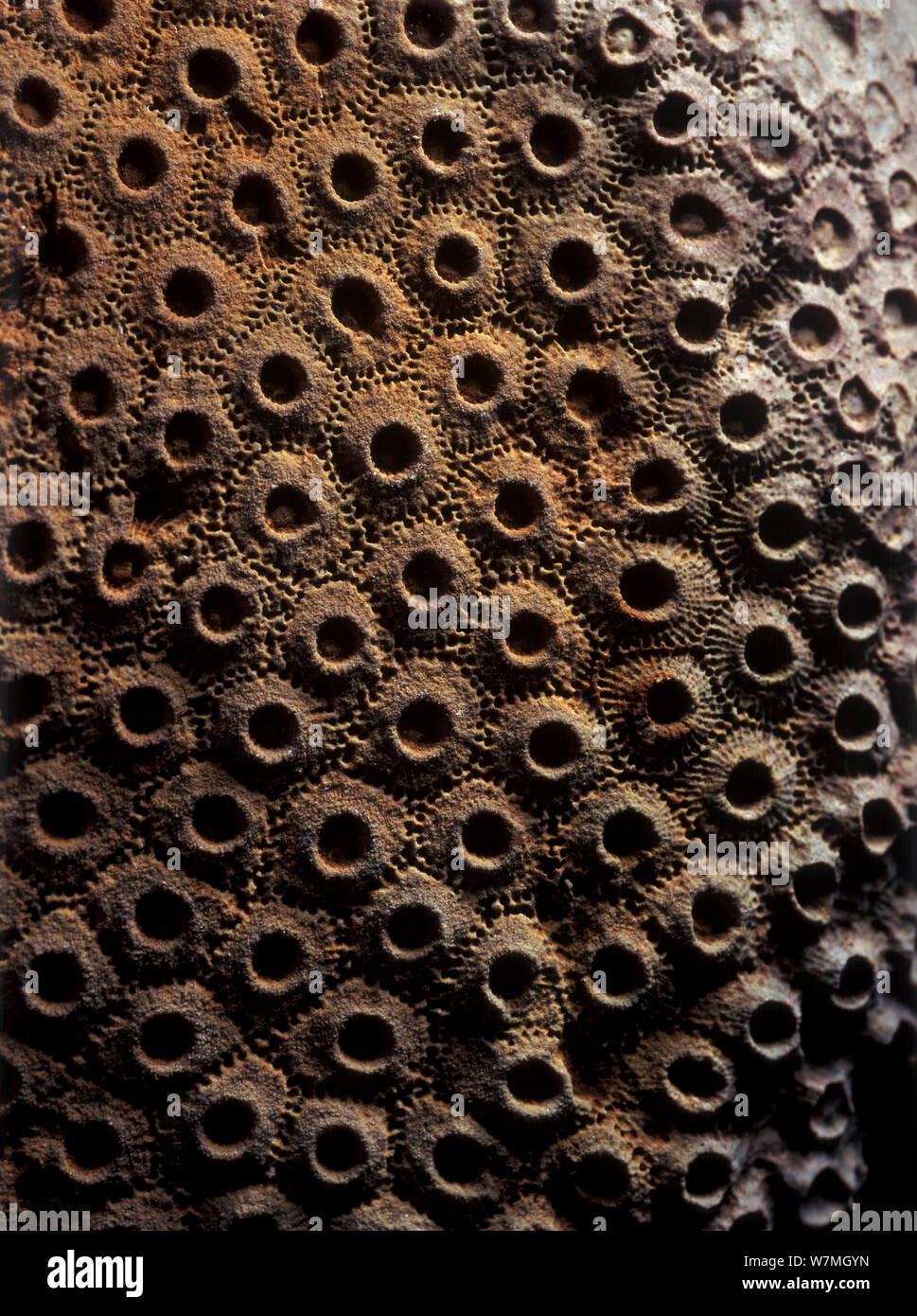 Fossil of the prehistoric hexacoral (Acervularia goldfussi) from the ...