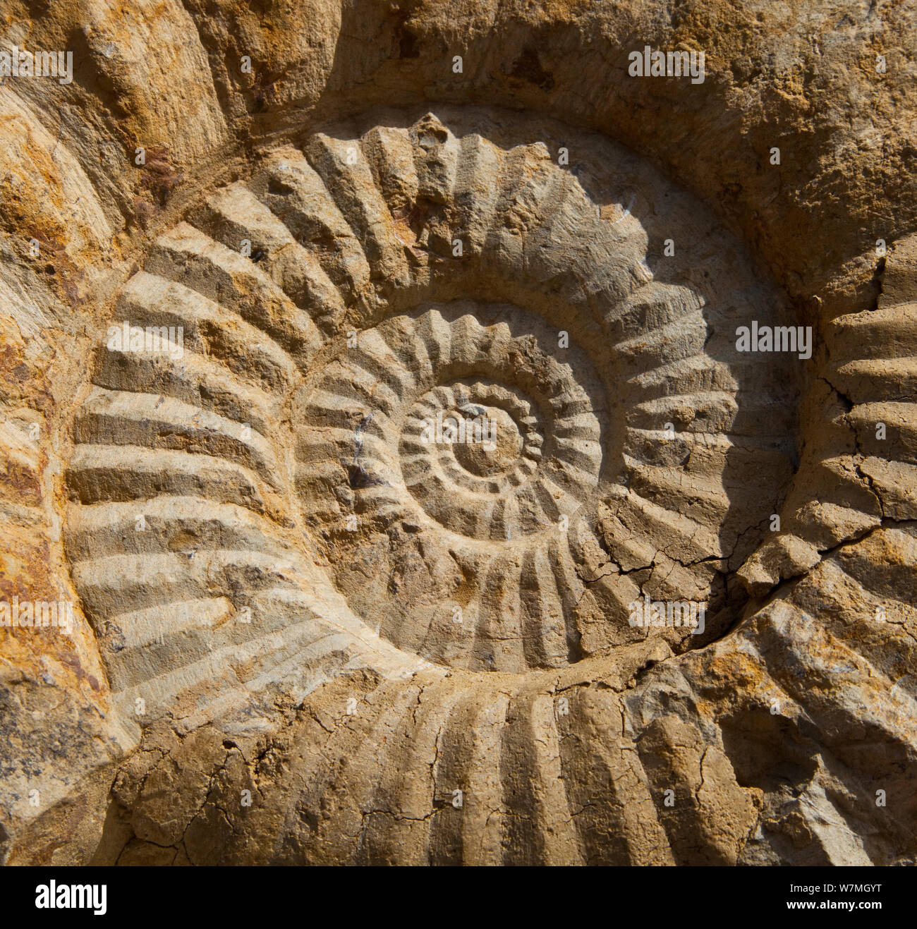 Marine fossils mountains hi-res stock photography and images - Alamy