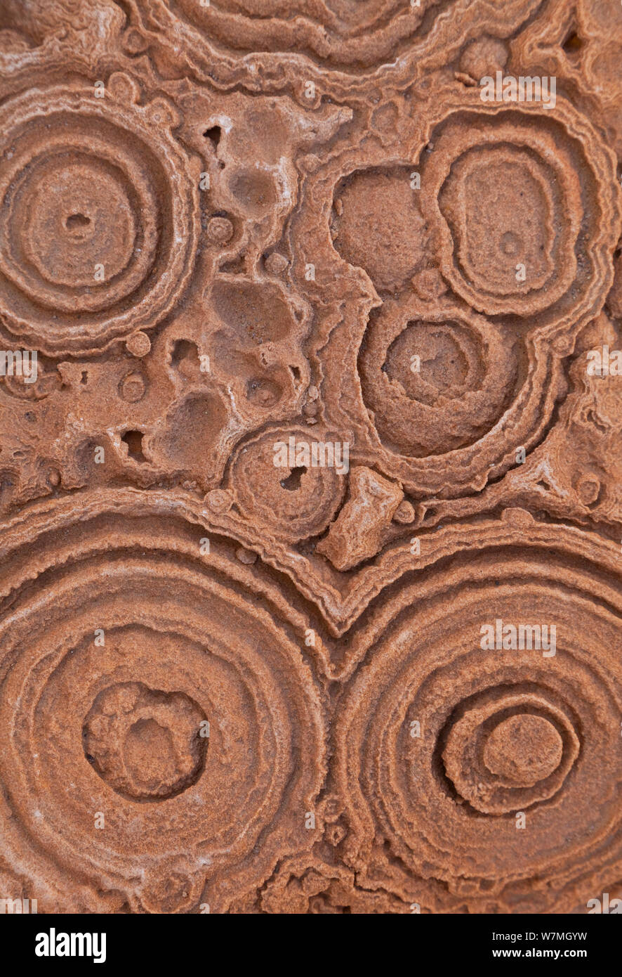 Fossils morocco hi-res stock photography and images - Alamy