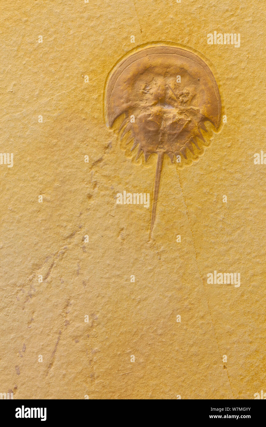 Fossil of Horseshoe crab (Limulidae) Asturias, Spain Stock Photo - Alamy