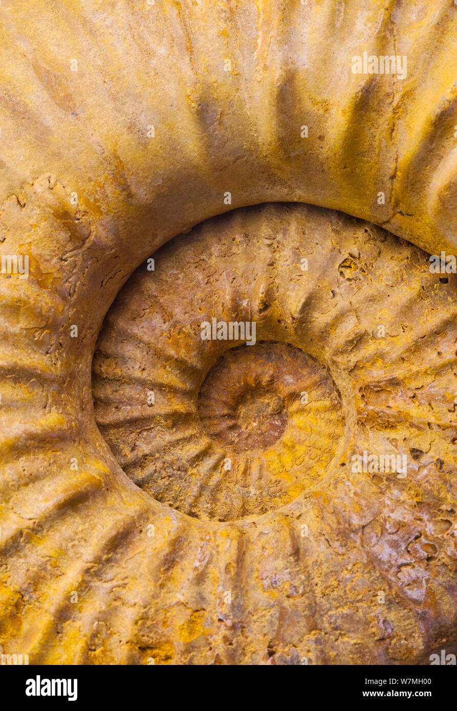 Fossil shell spiral hi-res stock photography and images - Alamy