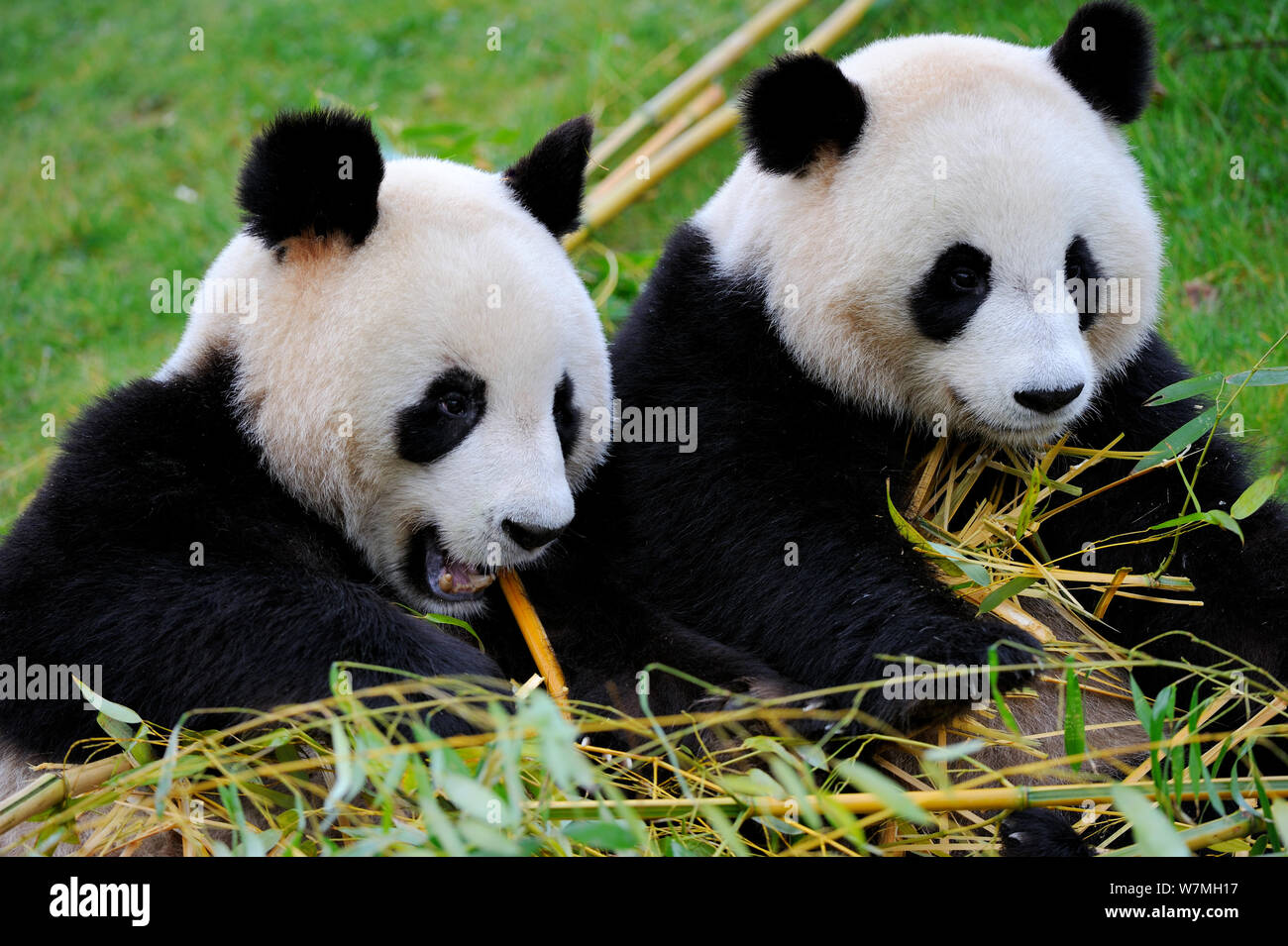 Male and female panda bamboo hi-res stock photography and images - Alamy