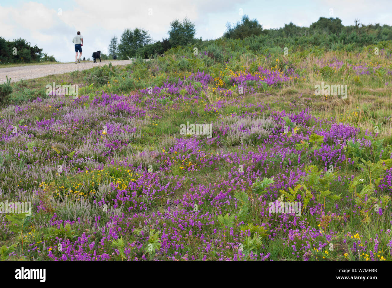 Heather (Erica) in flower, with passing dog walker, Caesars Camp, Fleet ...