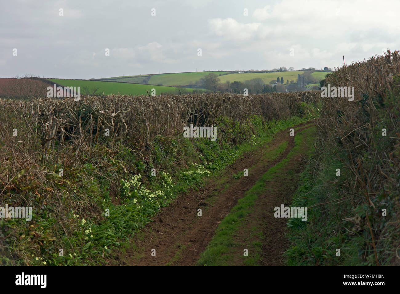 Devon lanes hi-res stock photography and images - Alamy
