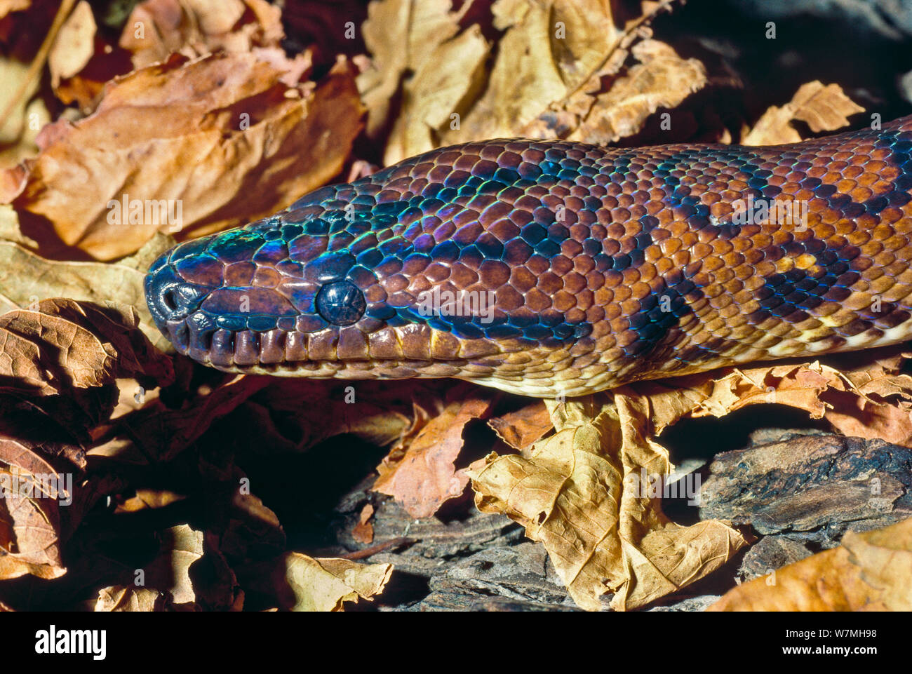 Boa cenchris hi-res stock photography and images - Alamy