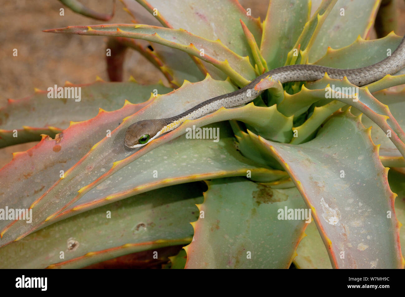 Boomslang Snake High Resolution Stock Photography and Images - Alamy