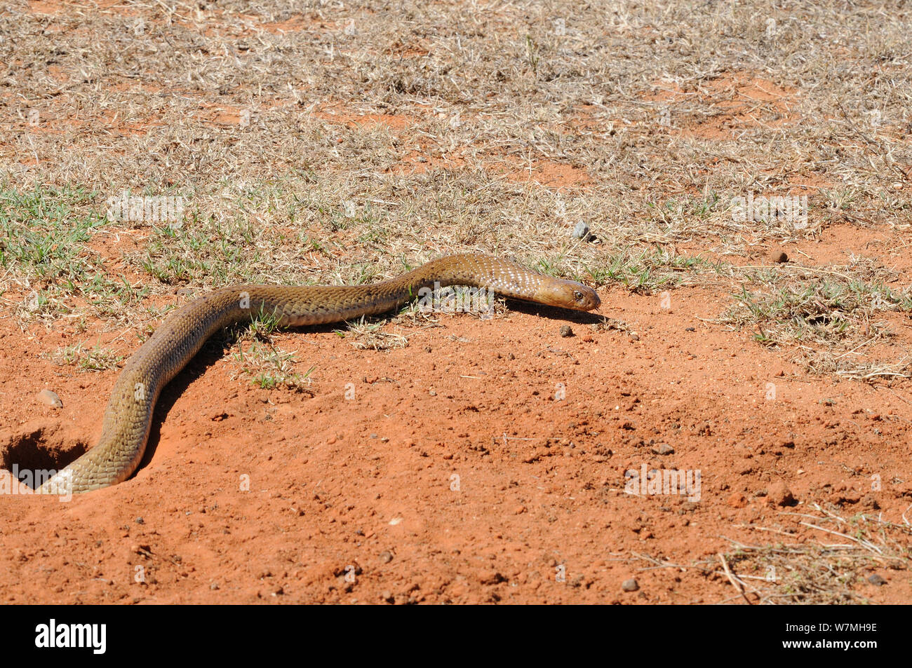 Cape cobras hi-res stock photography and images - Alamy