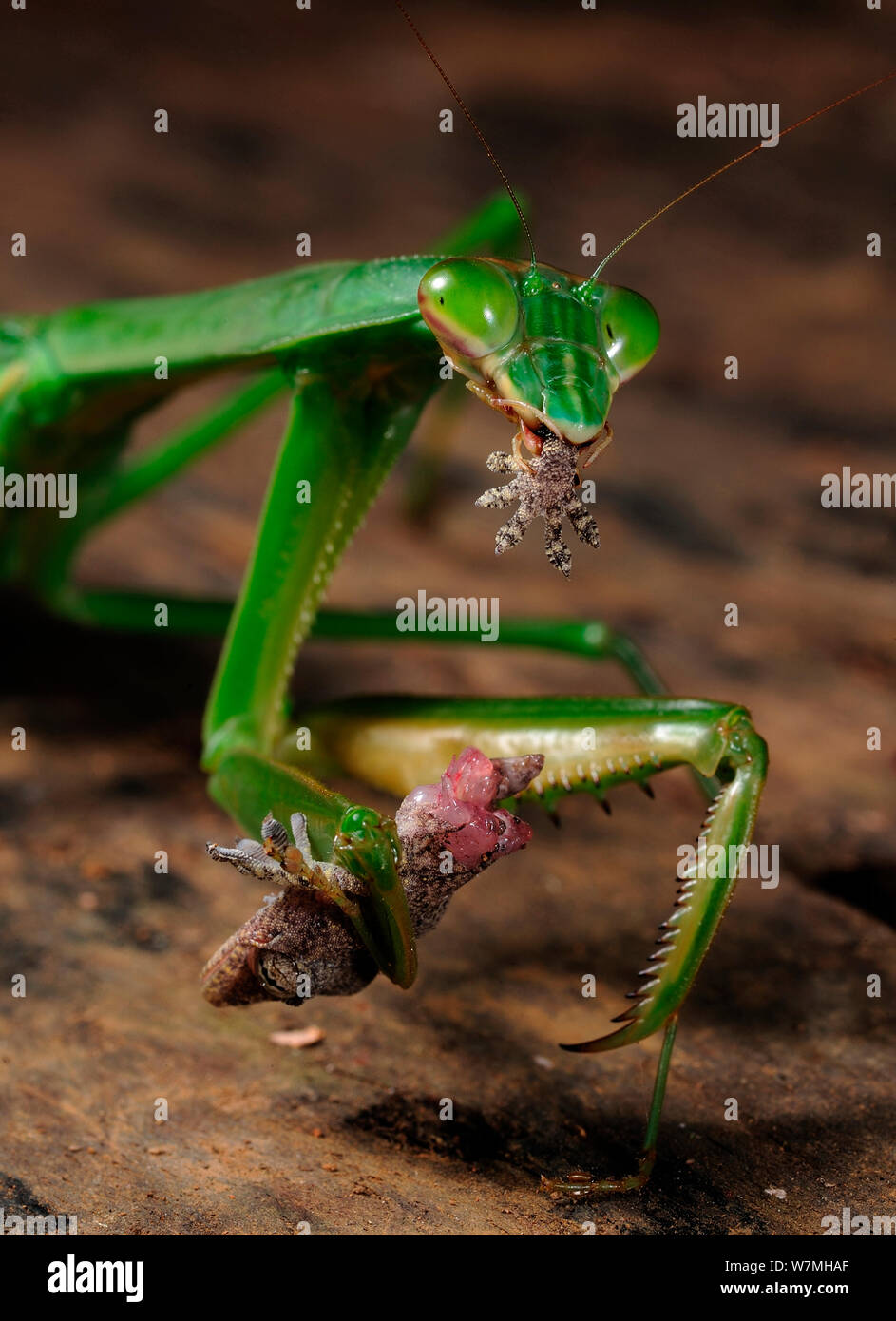 Chinese mantis (Tenodera aridlfolia Sinensls) close up feeding on a ...