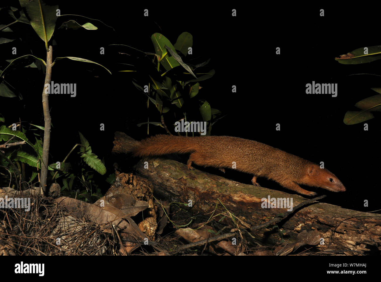 Small Asian mongoose (Herpestes javanicus) captured with camera trap ...
