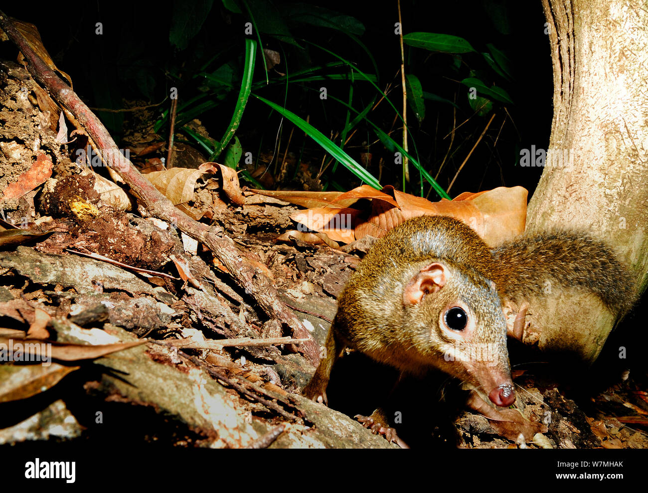 Tupaia hi-res stock photography and images - Alamy