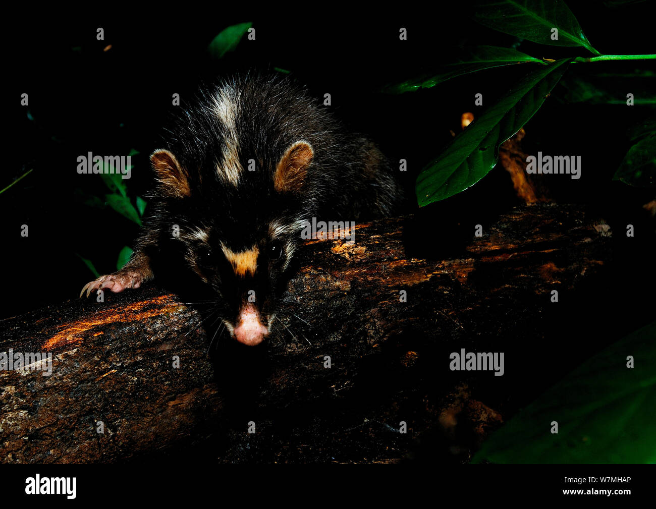 Chinese ferret badger (Melogale moschata) climbing over tree trunk ... Chinese ferret badger (Melogale moschata) climbing over tree trunk ...