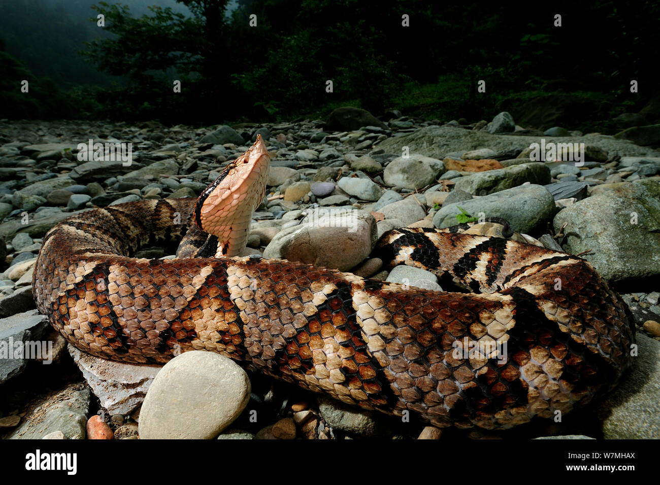Hundred pace pitviper (Deinagkistrodon acutus) lurking along stoney ...