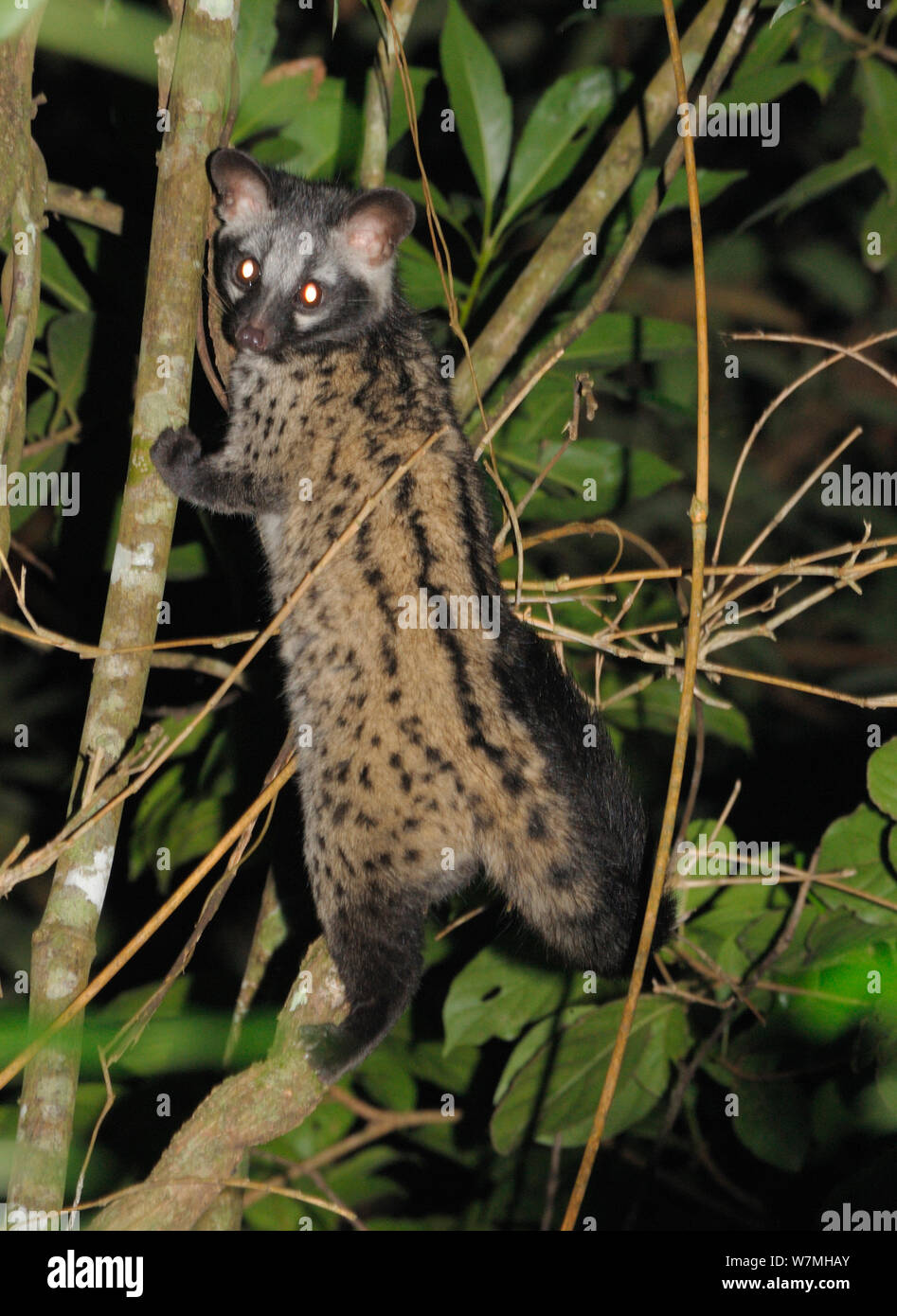 Civet tree hi-res stock photography and images - Alamy