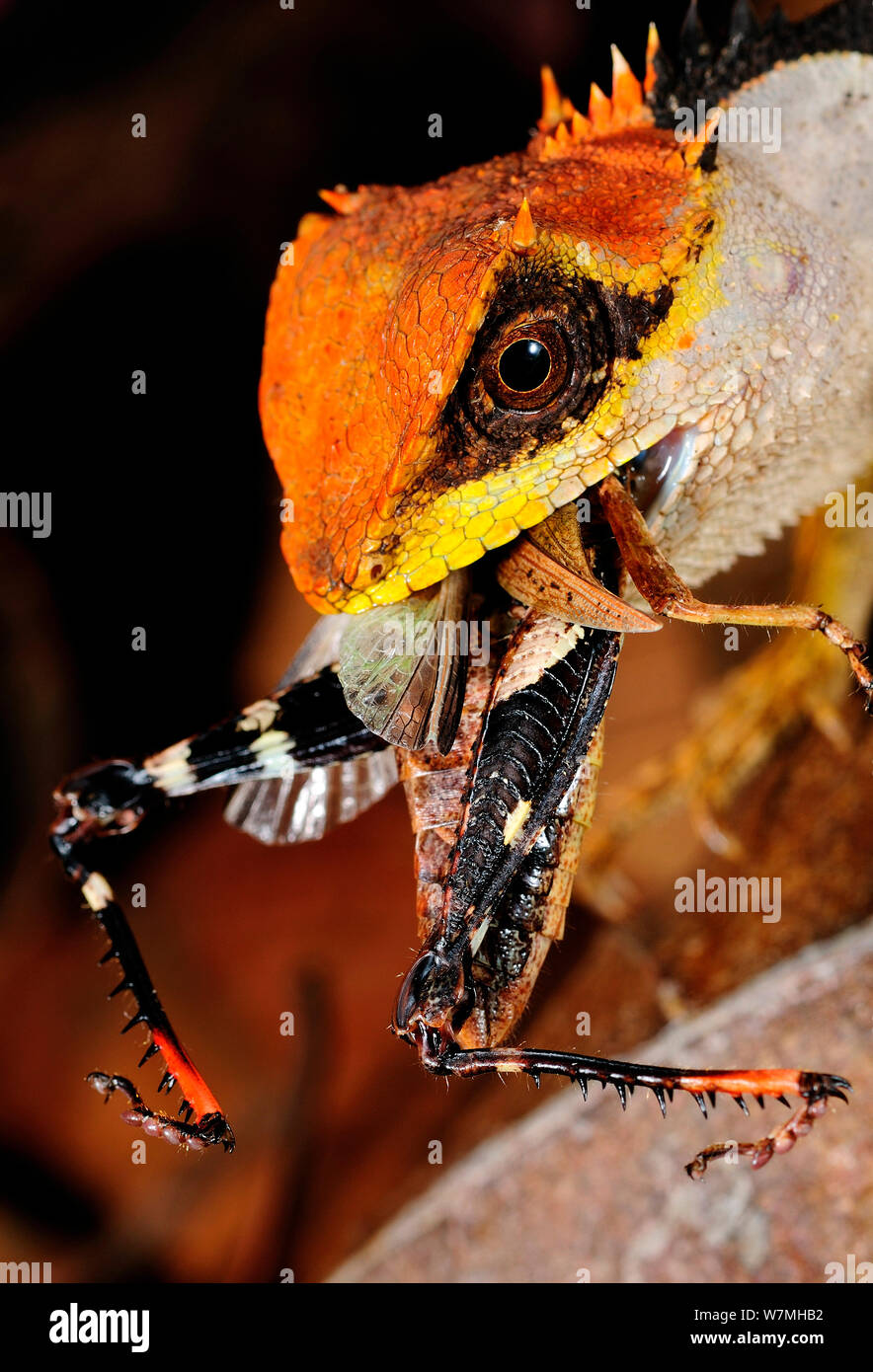 Hainan insects hi-res stock photography and images - Alamy