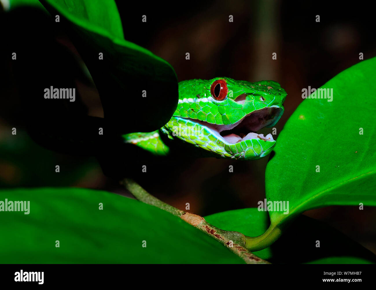 Chinese Green Tree Pit Viper