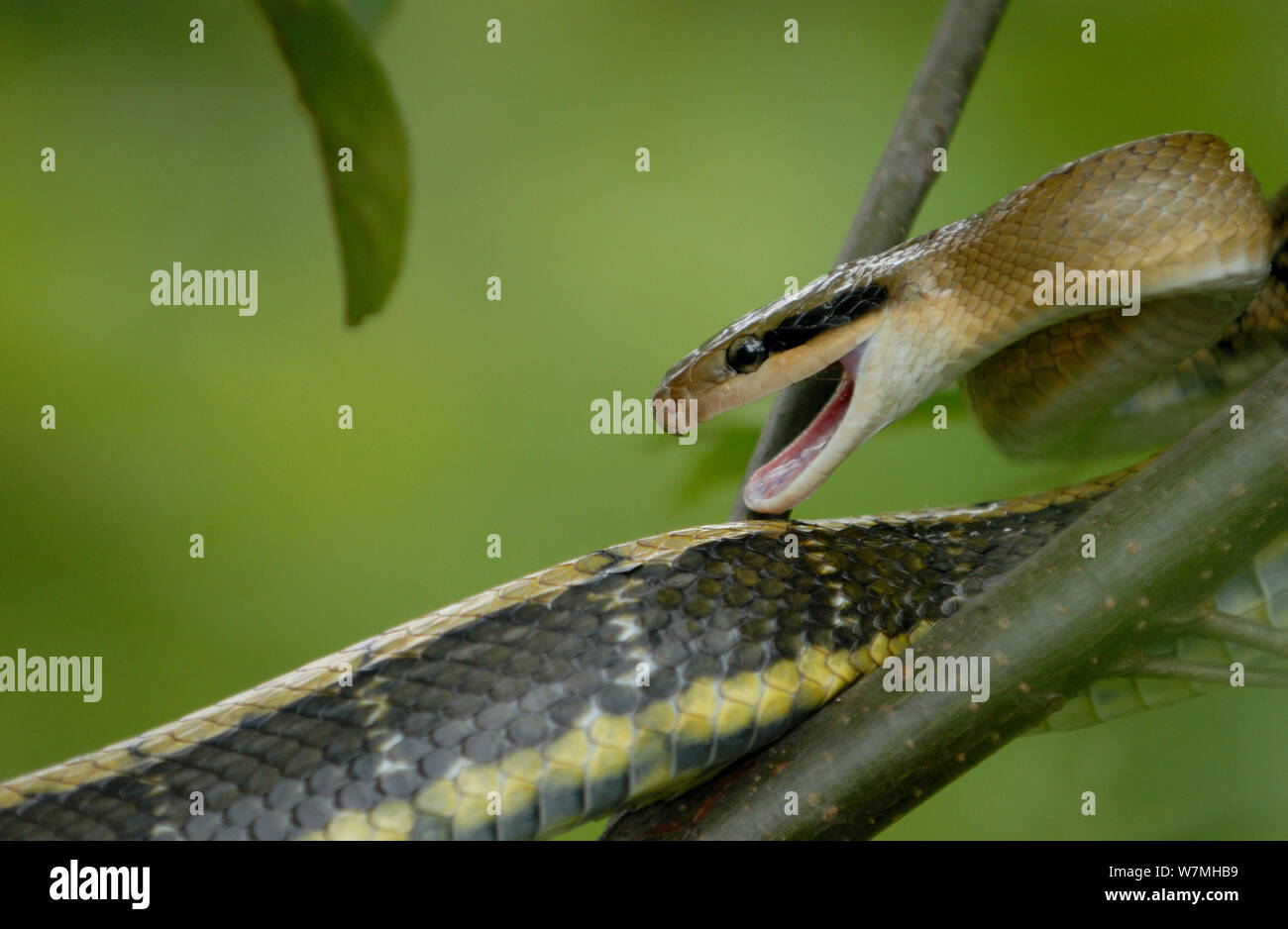 Taiwan beautiful / Cave racer snake (Elaphe taeniura) on branch in ...