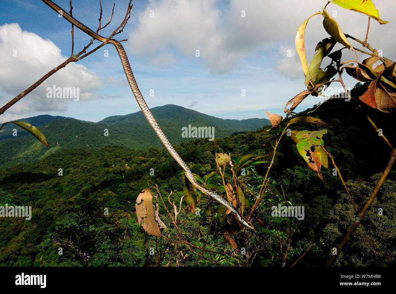 Common bronzeback snake (Dendrelaphis pictus) moving between trees ...