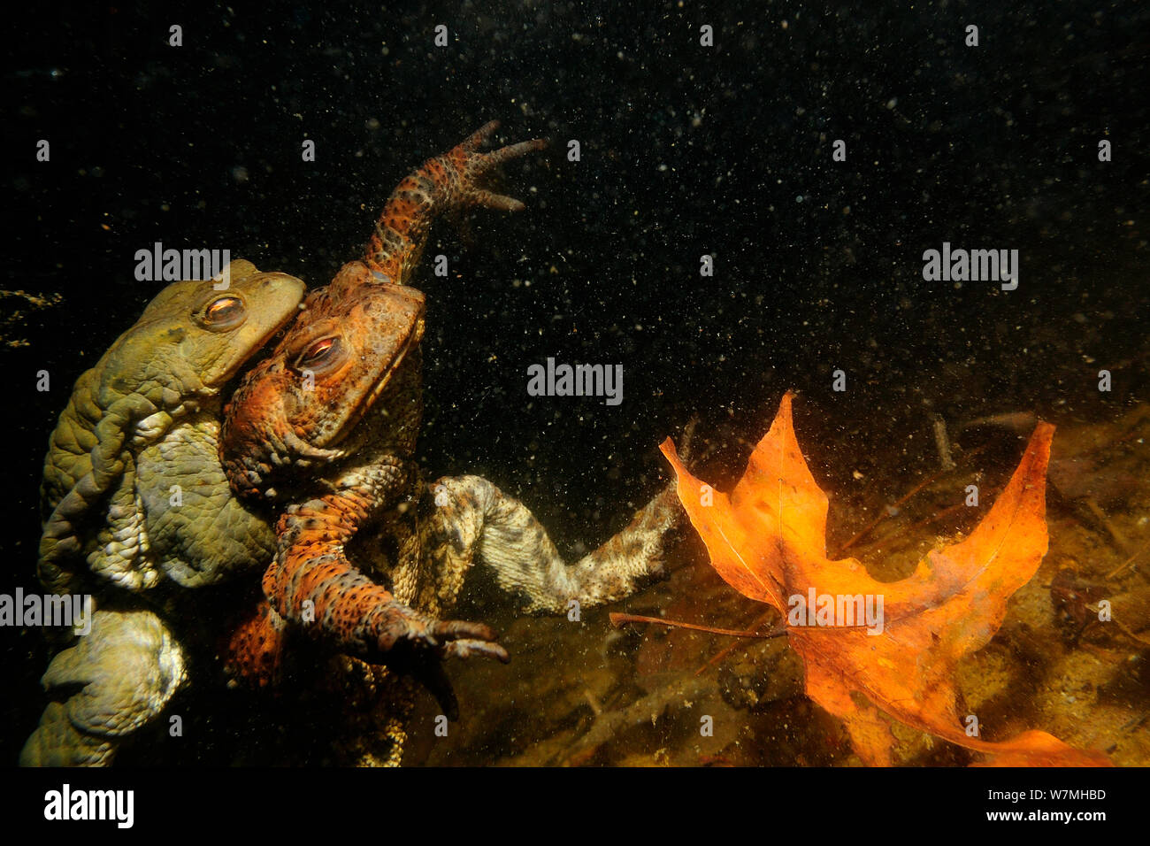 Chinese toad (Bufo bufo gargarizans) mating underwater in breeding ...
