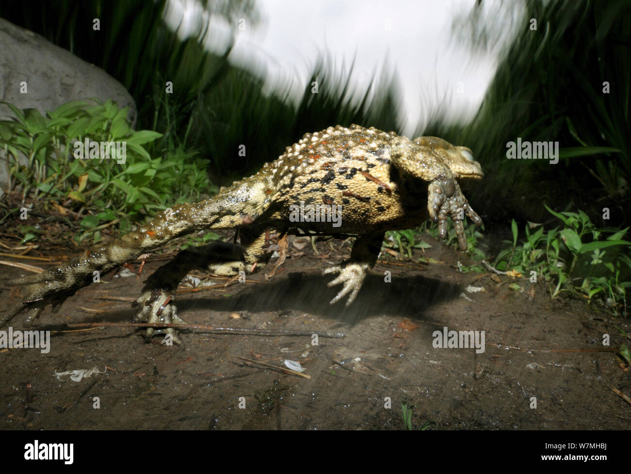 Chinese toad (Bufo bufo gargarizans) with eyes closed jumping, Beijing ...