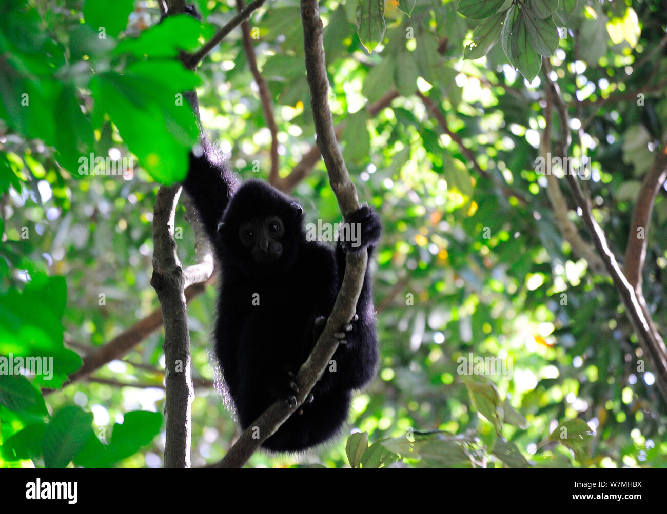 Hainan black-crested gibbon (Nomascus hainanus) young male in tree ...