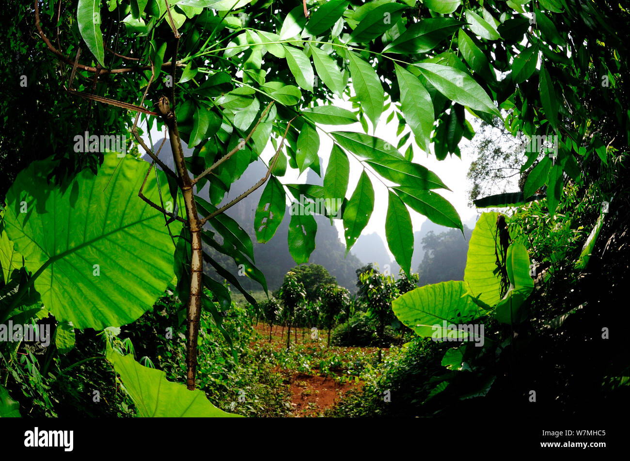 Giant tropical stick insect (Pharnacia sp) in spiky bushes with body ...
